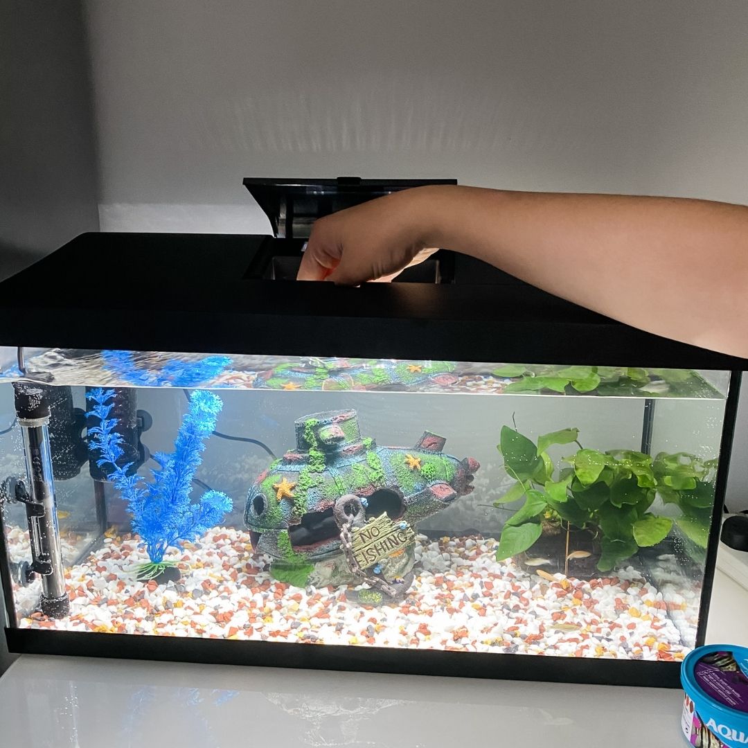 The benefits for Children of Owning Fish - Mum In The Madhouse