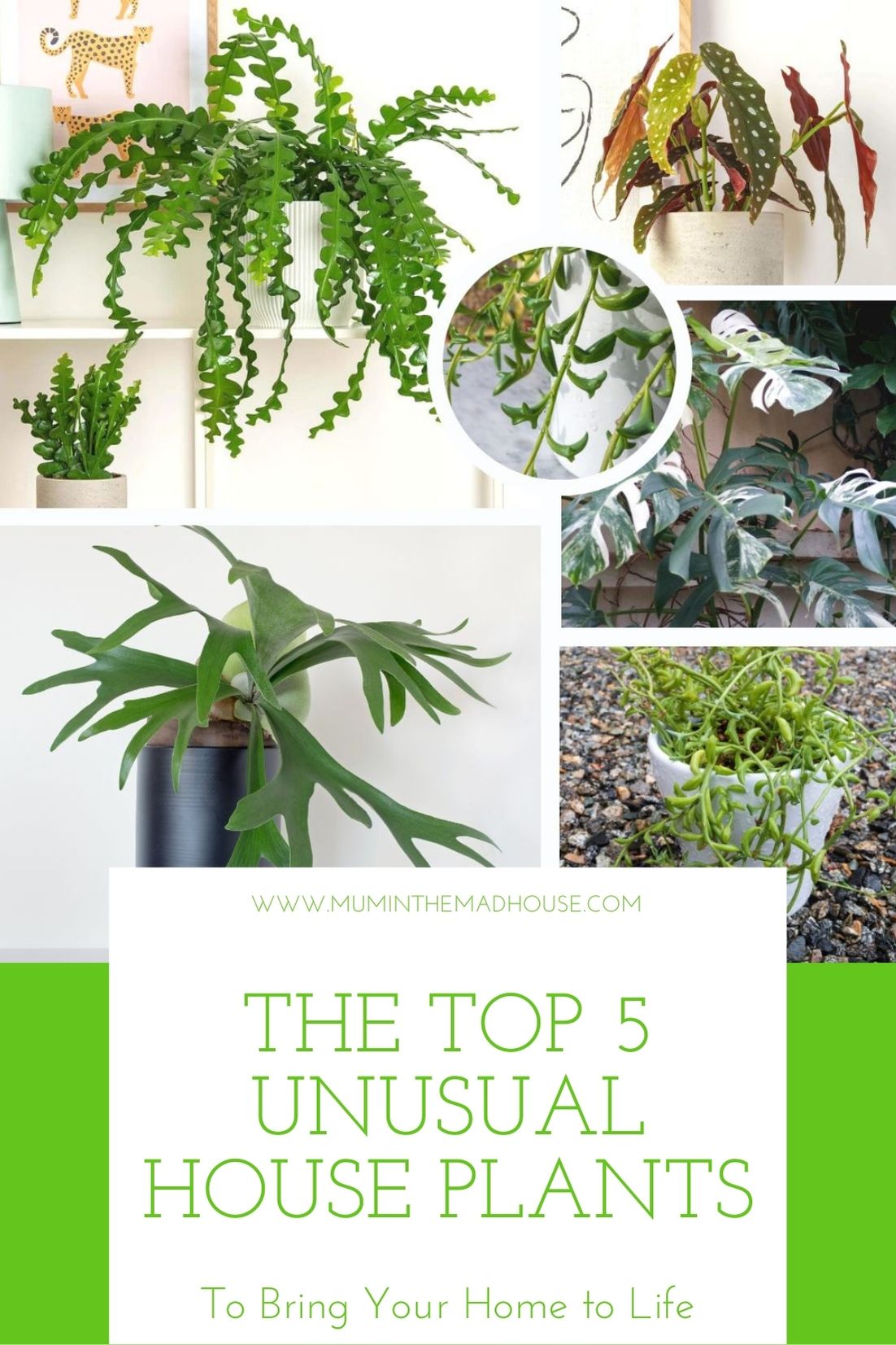The Top 5 Unusual House Plants to Bring Your Home to Life | Mum In The ...