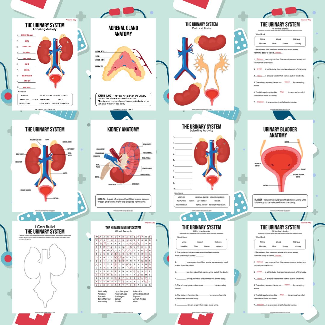 Download the Free Human Urinary System Activity Pack | Mum In The Madhouse